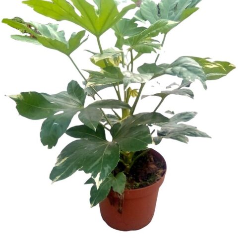 Arbustos de exterior – Plantas del Eo