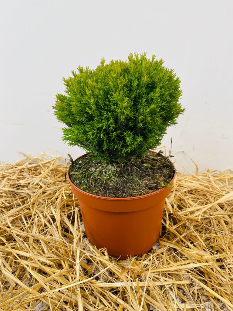 THUJA TEDDY – Plantas del Eo