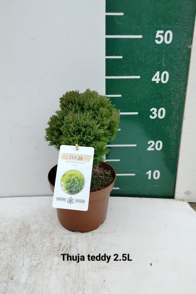 Thuja Teddy - Plantas del Eo